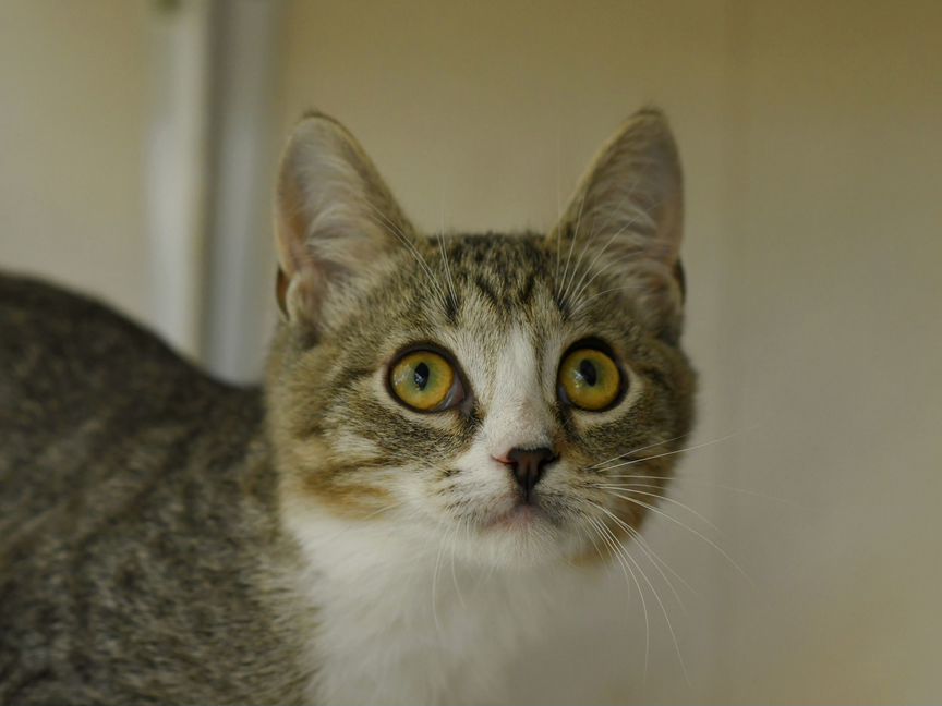 Котенок Луна ищет семью