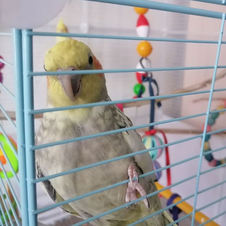 Попугай корелла мальчик