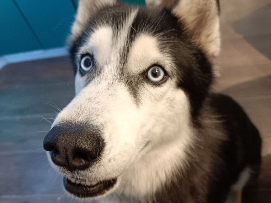 Дрессированный хаски