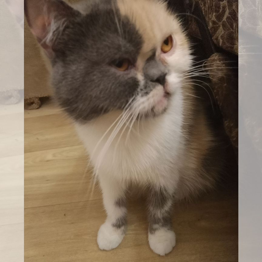 Экзотическая короткошёрстная, взрослая кошка