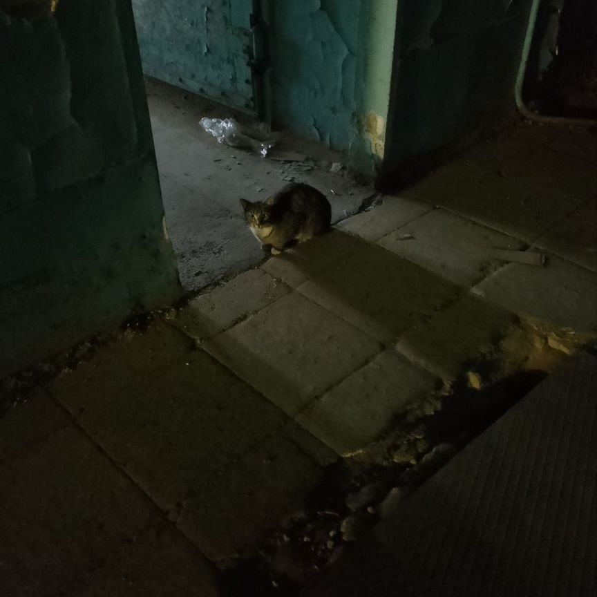 Котик