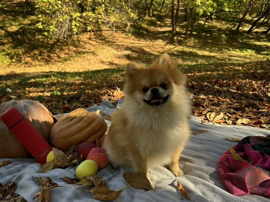 Померанский шпиц вязка