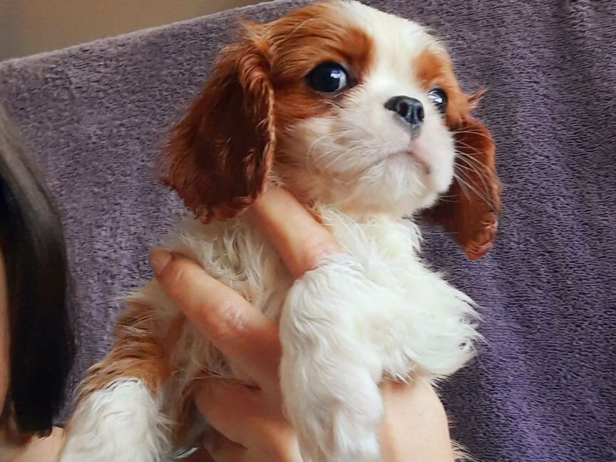 Роскошные щеночки кавалерчики