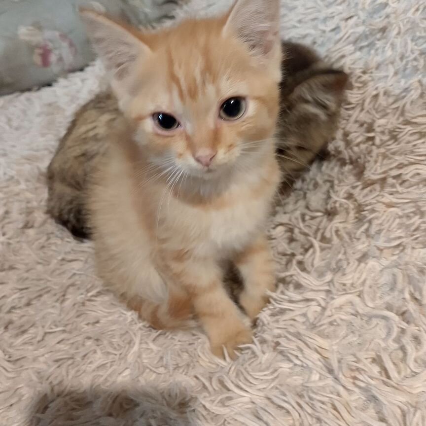 Золотой котик в ваш дом