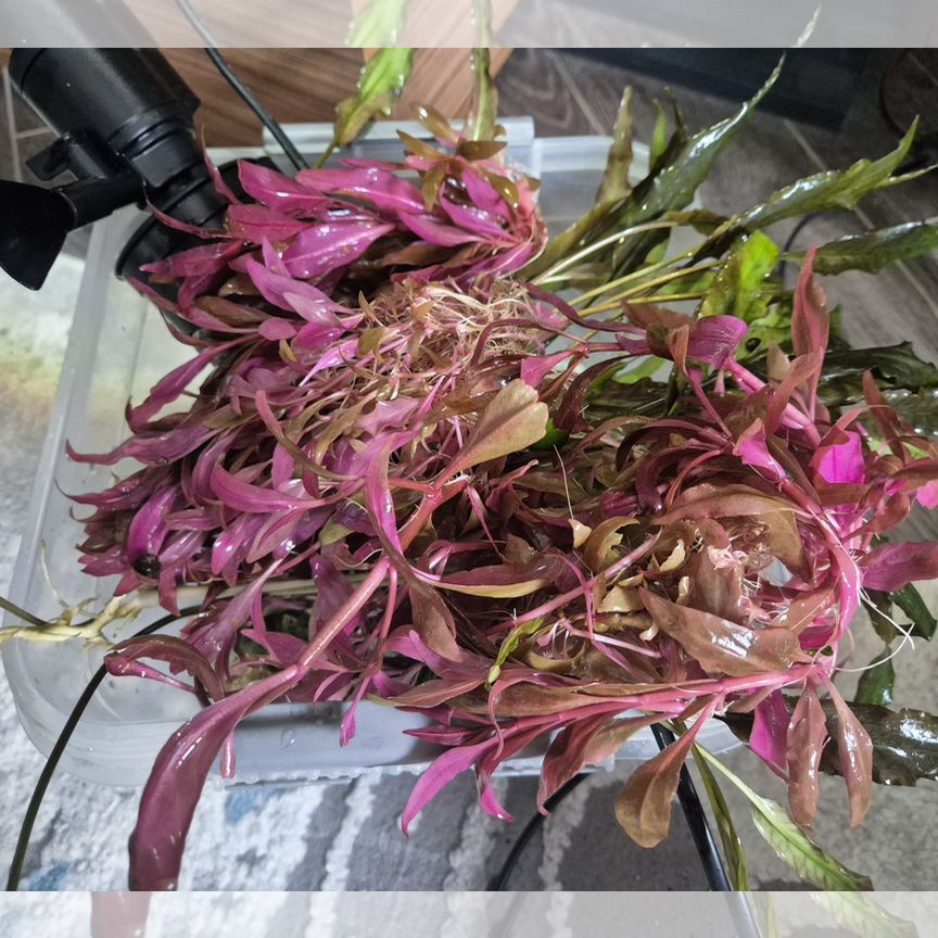Живые растения, криптокорина, ротала