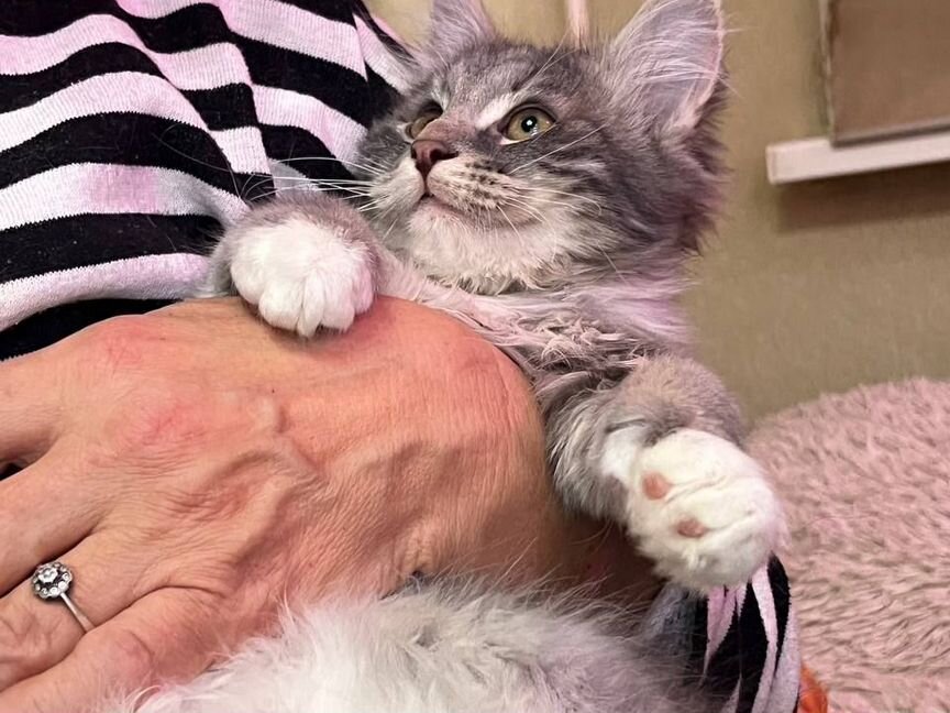 Котик в добрые руки