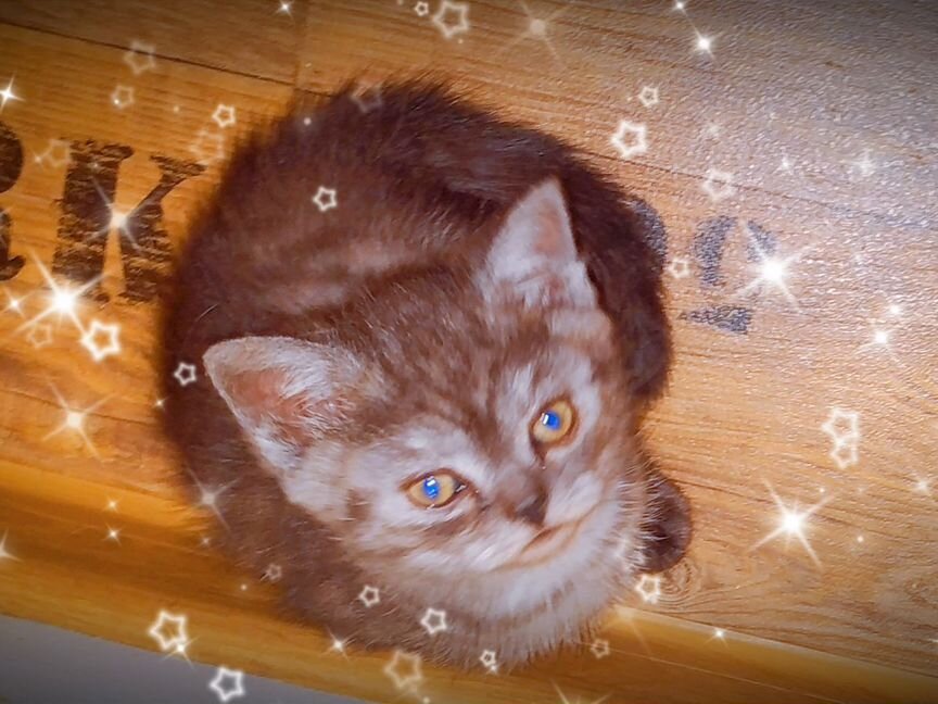 Шотландский Чудо котёнок чистых кровей Привит