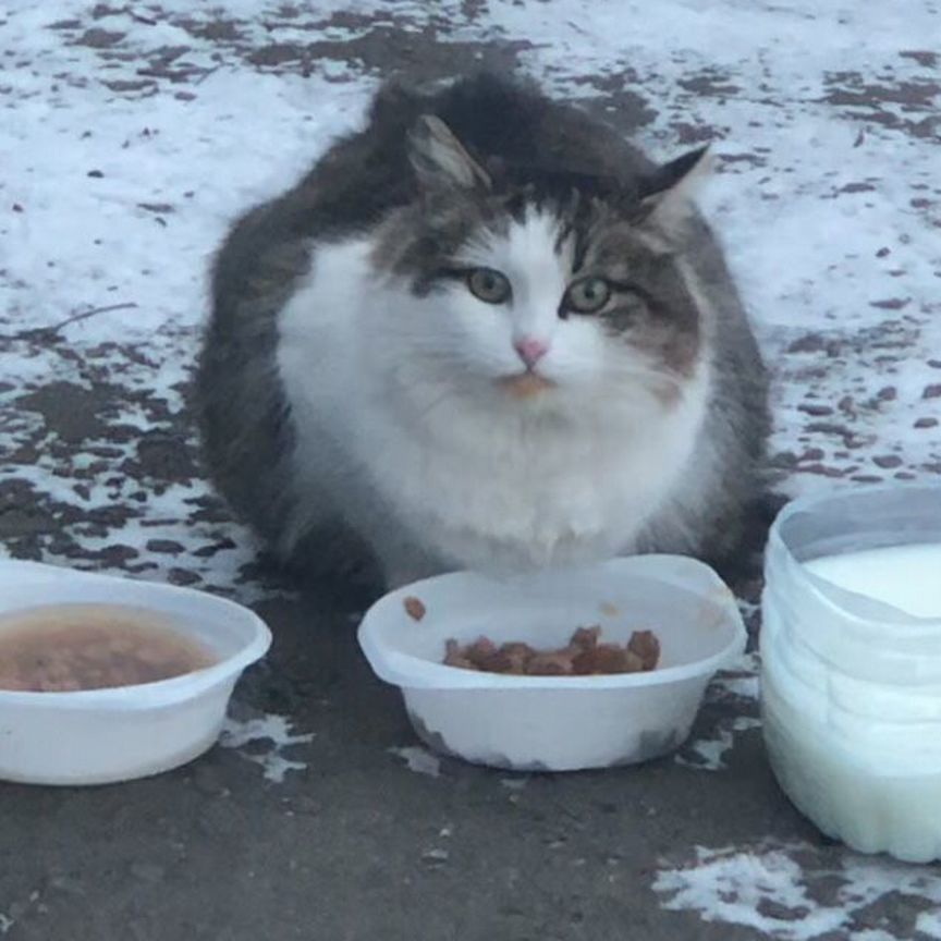 Взрослая, Девочка кошка в добрые руки