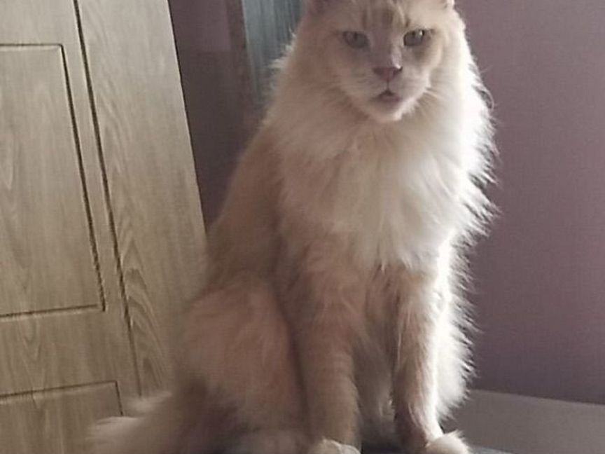 Кошка мейкун бесплатно