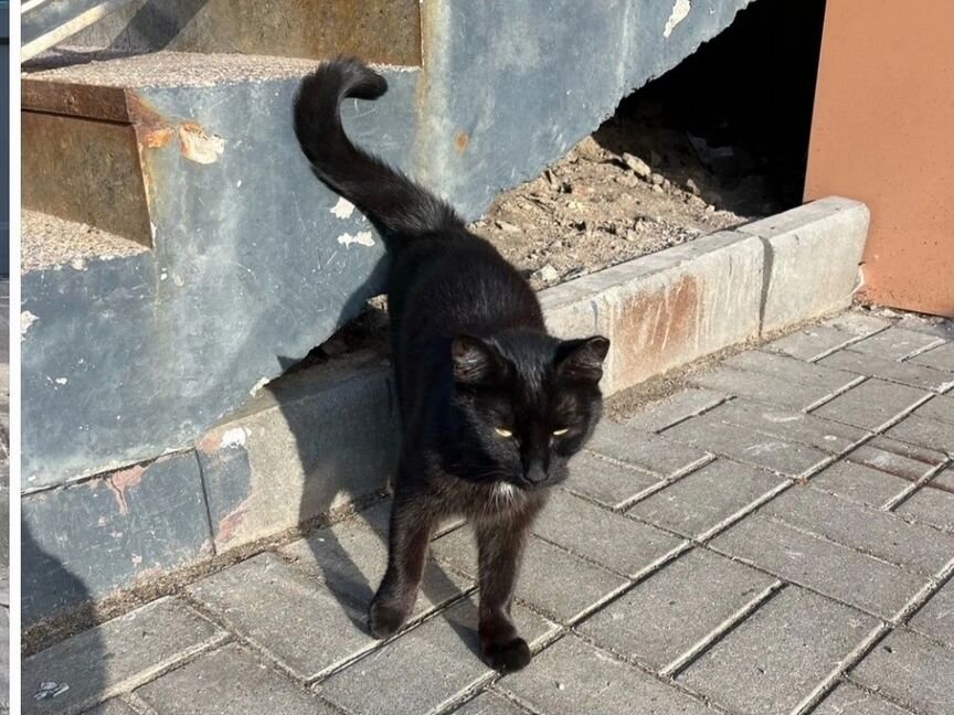 Выпавшая из окна кошка хозяевам не нужна