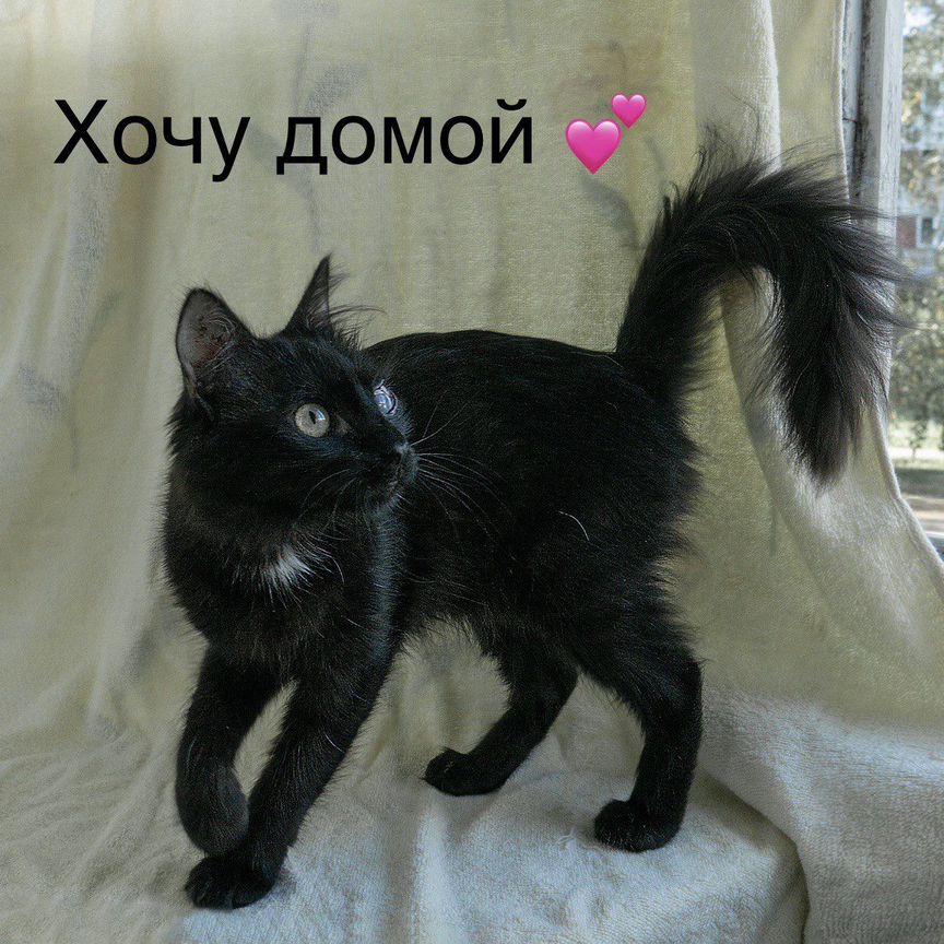 Несчастный котенок. В дар