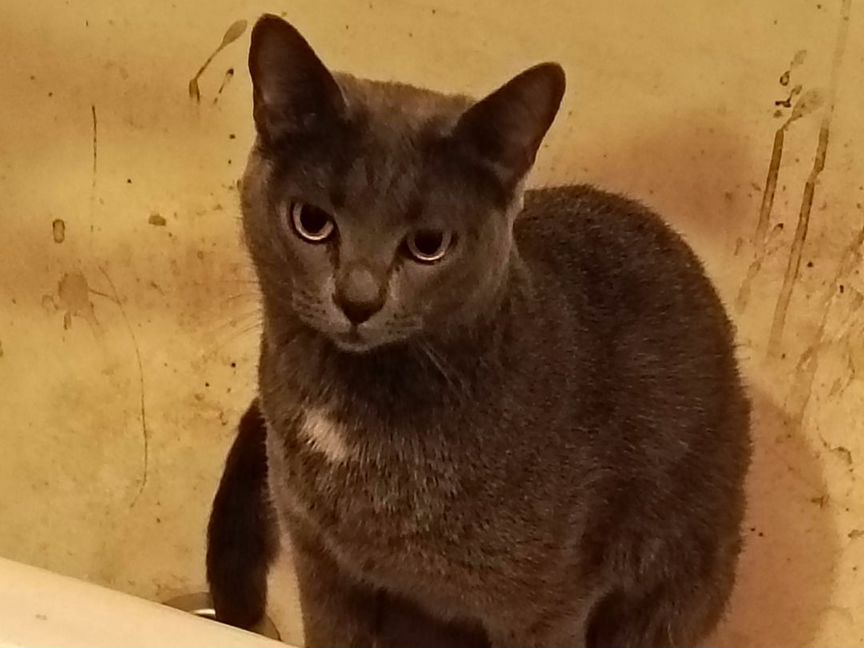 Бедные кошки ищут дом