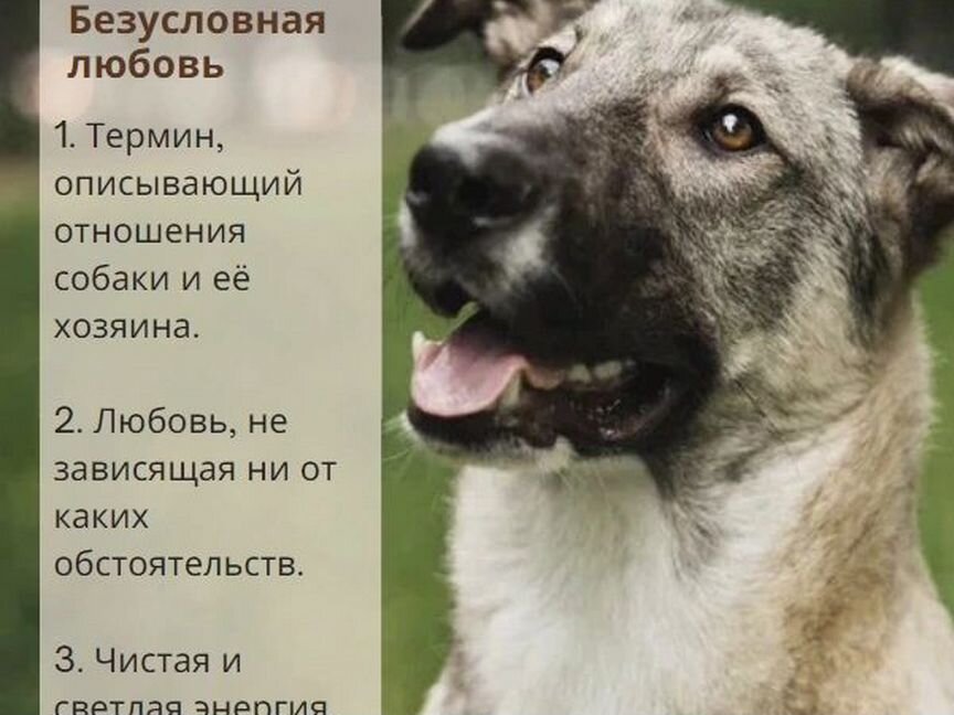 Крупный щенок в самые добрые руки бесплатно