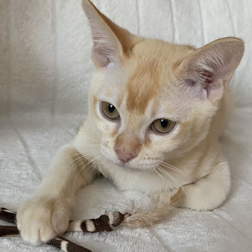 Бурманский котик