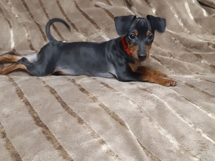 Щенки цвергпинчера