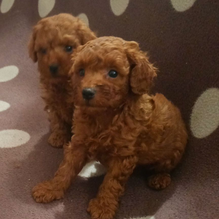 Той-пуделя и мини