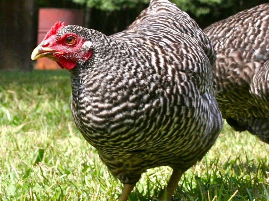 Куры молодки несушки