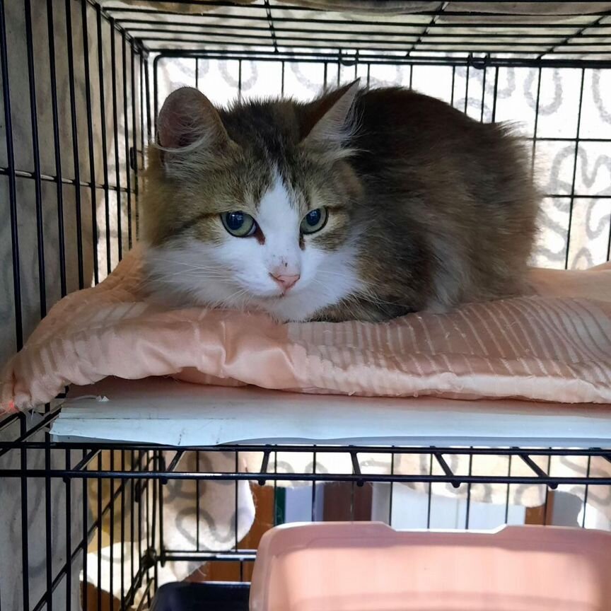 Взрослая, кошка в добрые руки