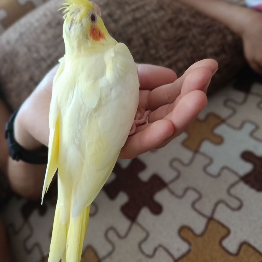 Попугай корелла