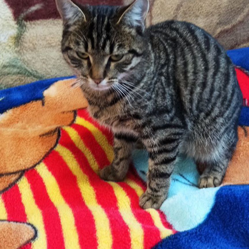 Взрослая кошка в добрые руки