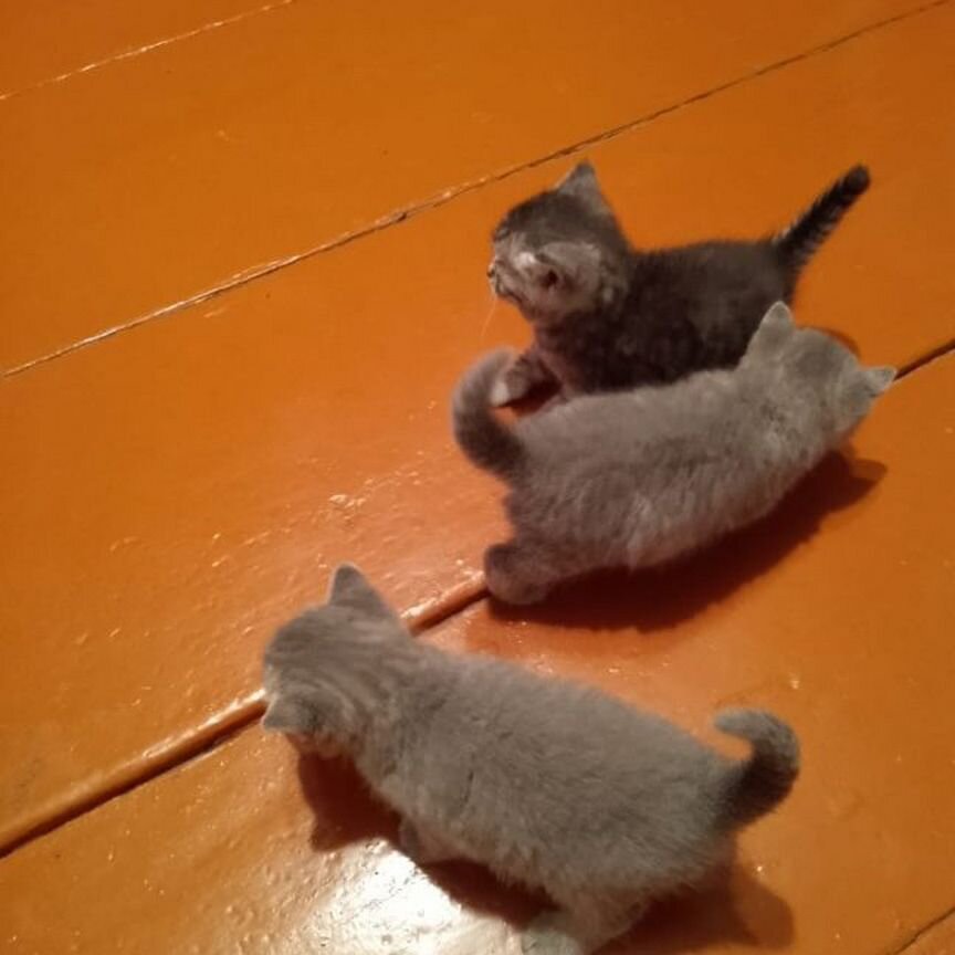 Котята в добрые руки