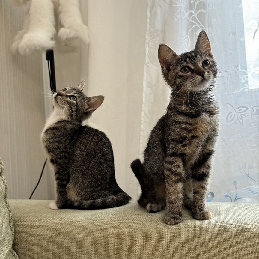 Котенок девочка в добрые руки