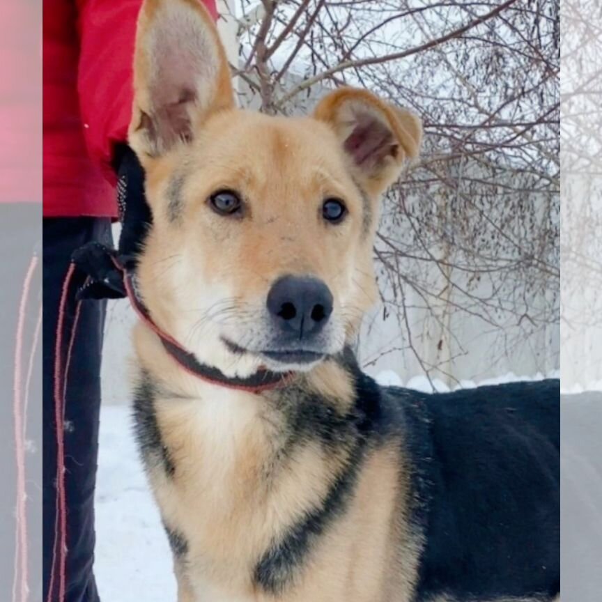 Взрослая собака в добрые руки