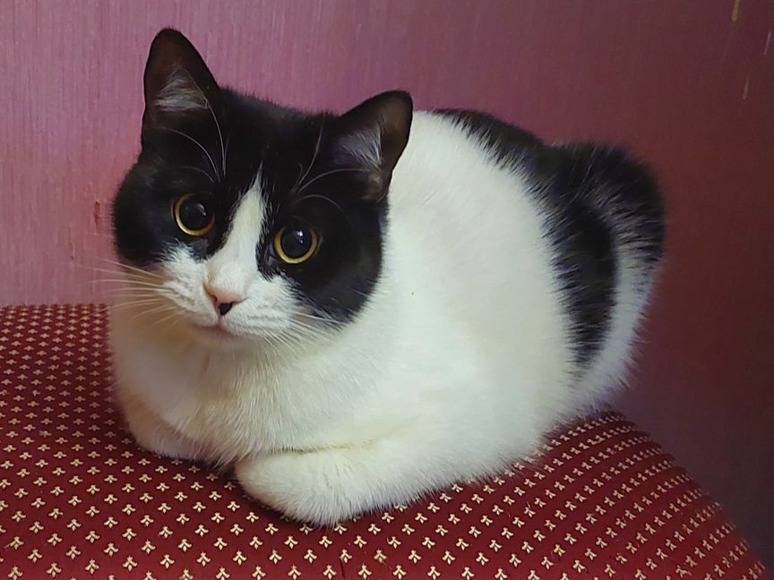 Кошка в дар бесплатно