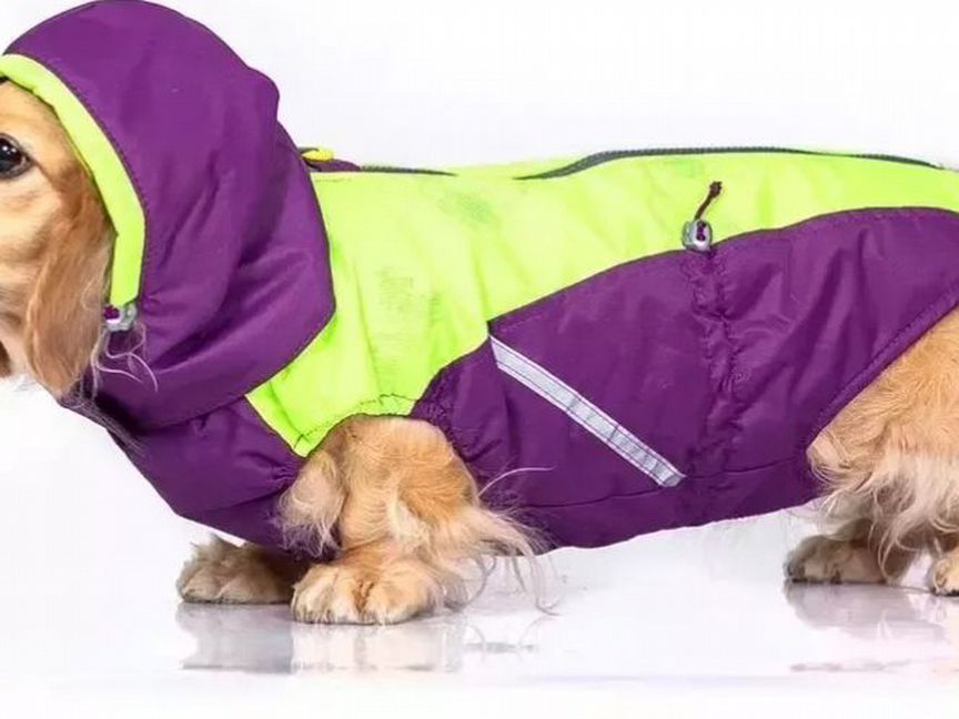 Одежда для таксы