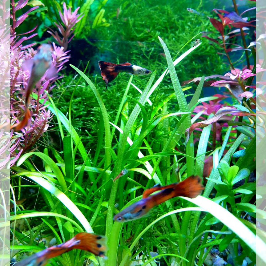 Рыбки гуппи