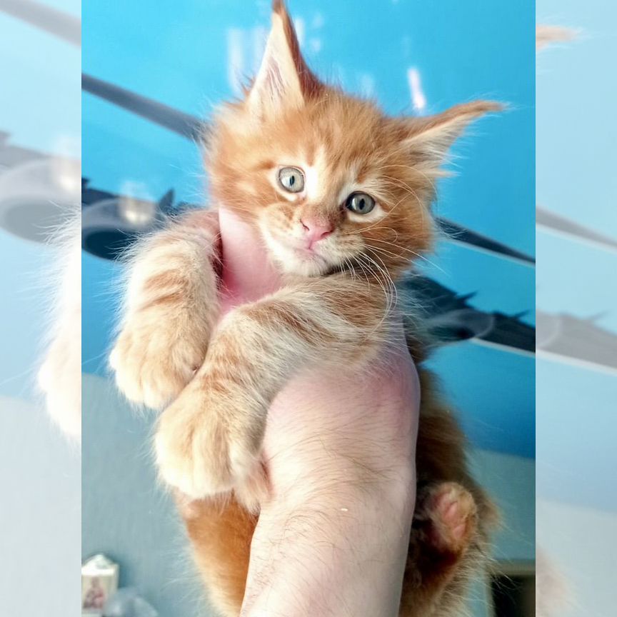 Котята мейн-кун