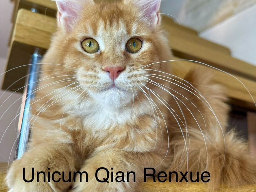 Рыжая лисичка мейн-кун