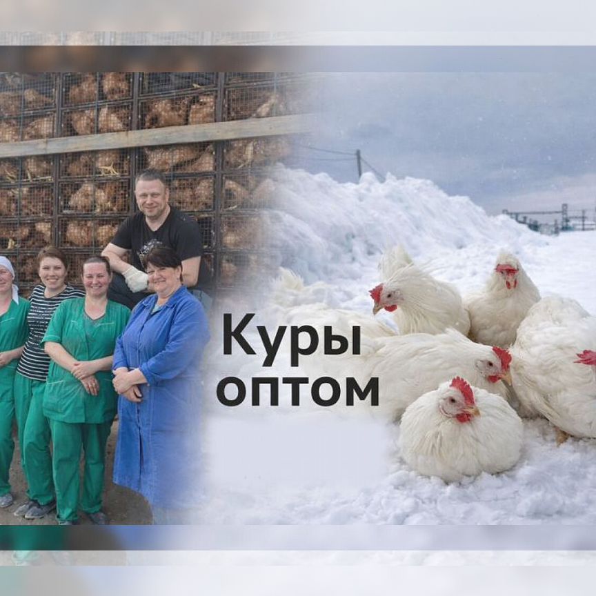 Перевозка птицы, зоотакси