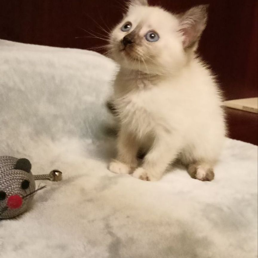 Сиамский котенок