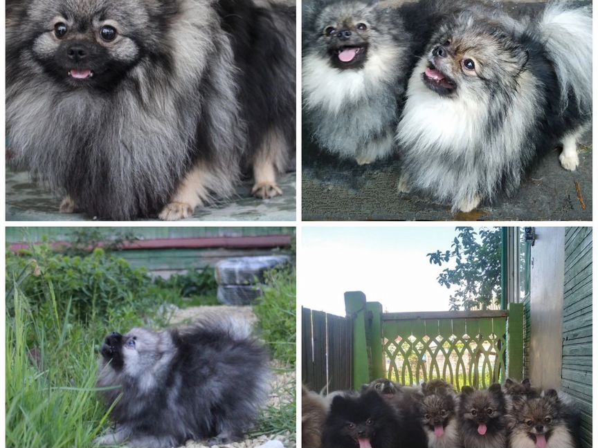 Померанский шпиц мини