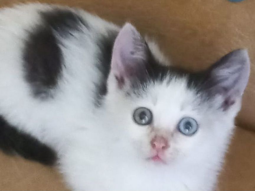 Разноглазый малыш