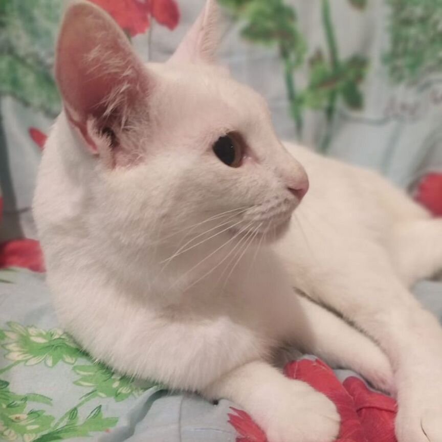 Белый котик в добрые руки