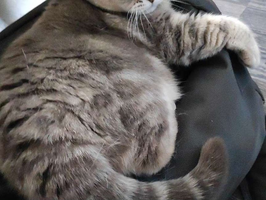 Британский котик
