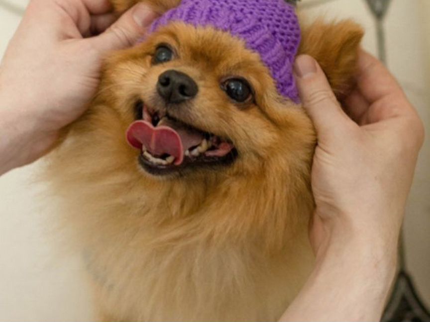 Теплые вязаные шапочки для собак