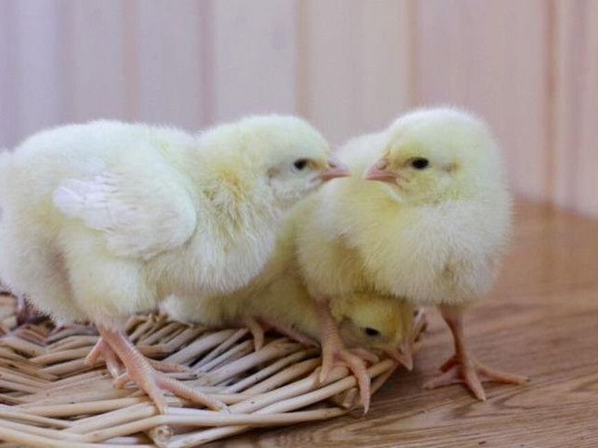 Суточные цыплята бройлеры с доставкой