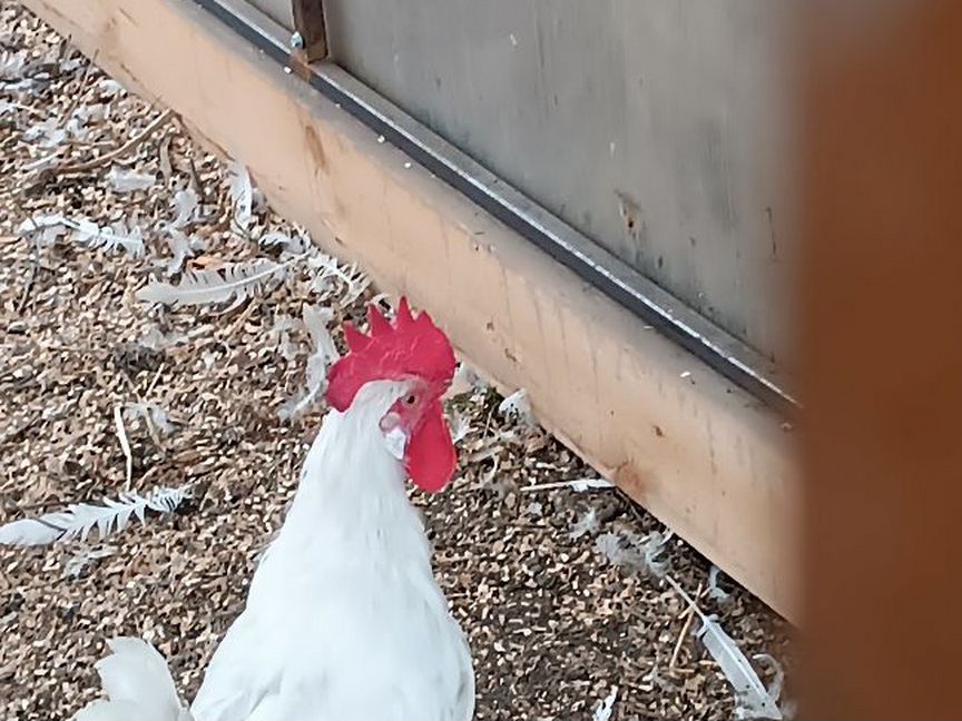 Молодые петухи