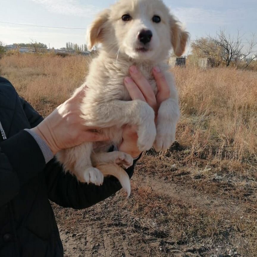 Собачки в добрые руки