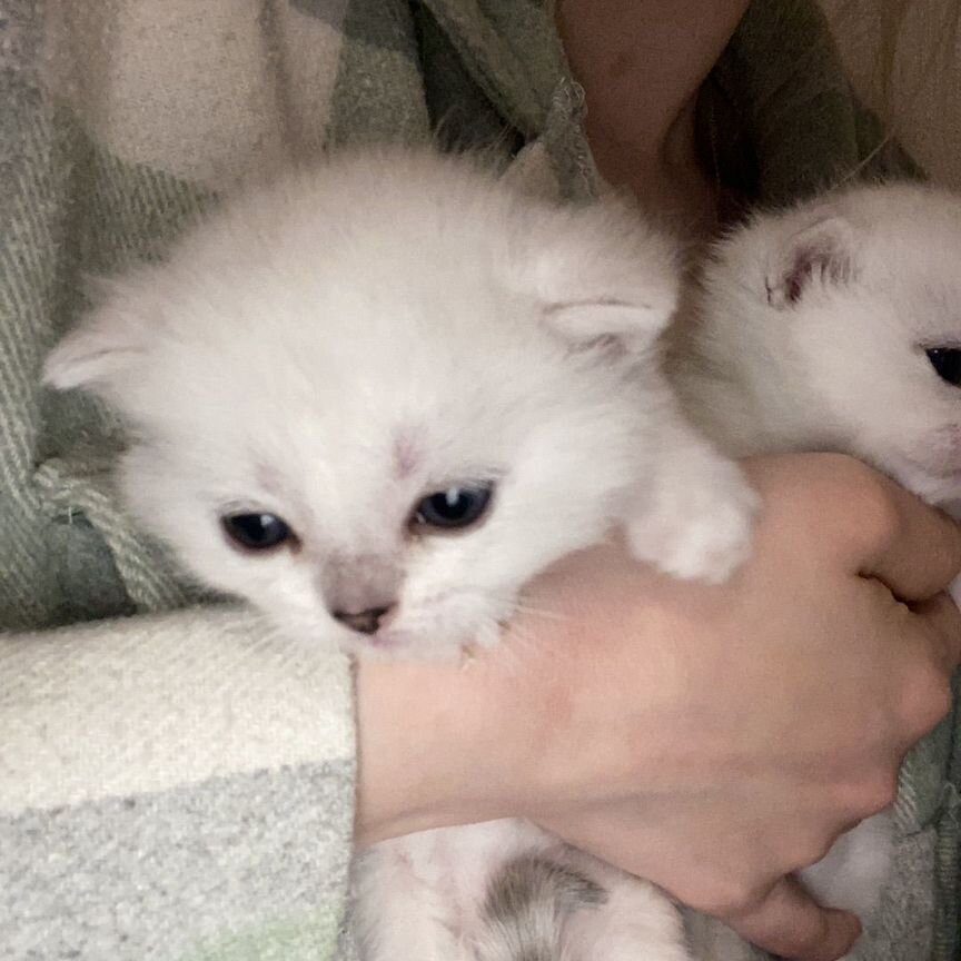 Котята шиншилла