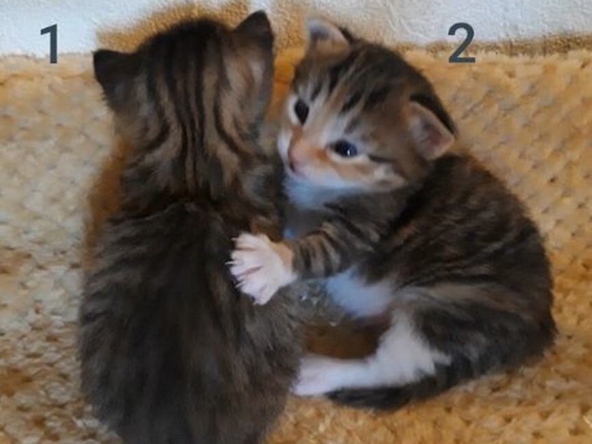 Котята в добрые руки