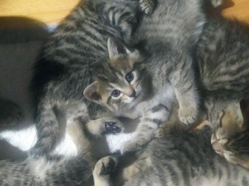 Котята в добрые руки