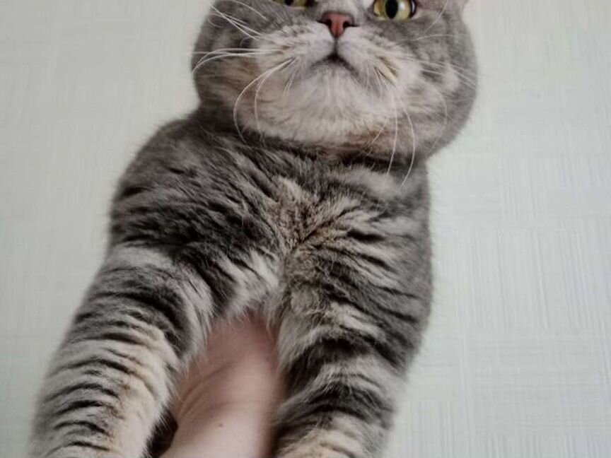 Шотландский кот вязка