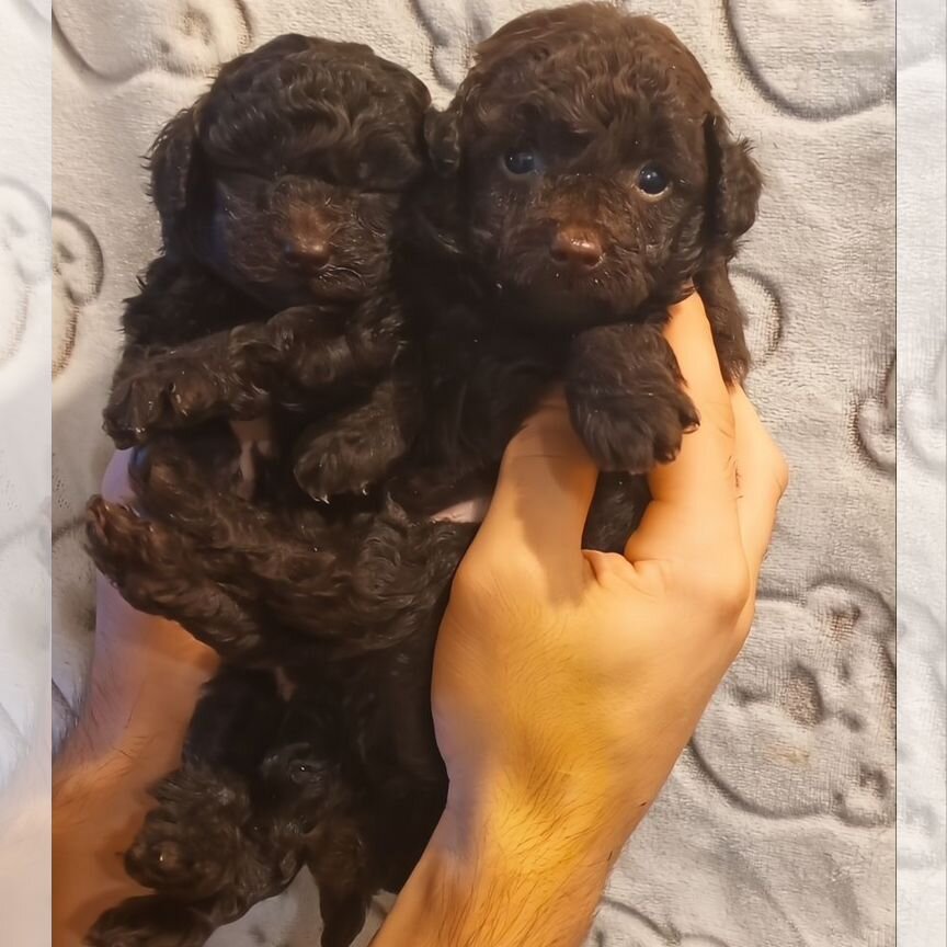 Мальтипу, щенок