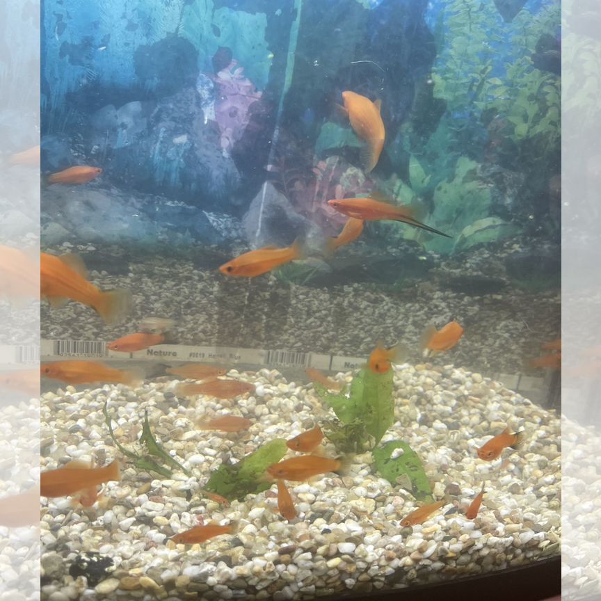 Рыбки меченосцы Строгино