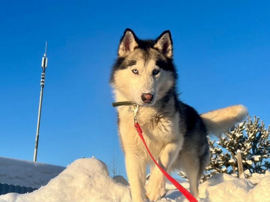 Нашли Лаки на улице,нужен хозяин