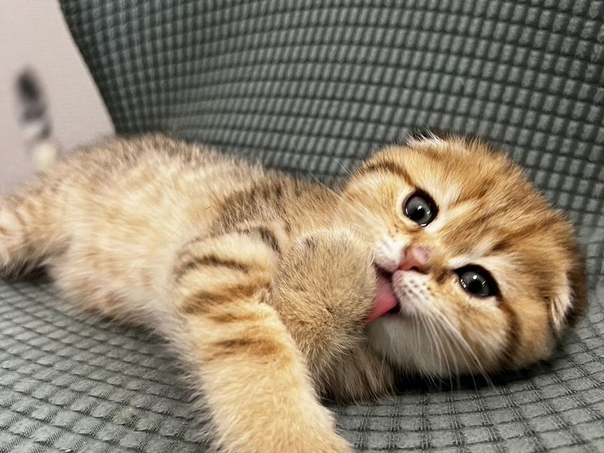 Шотландская вислоухая кошка
